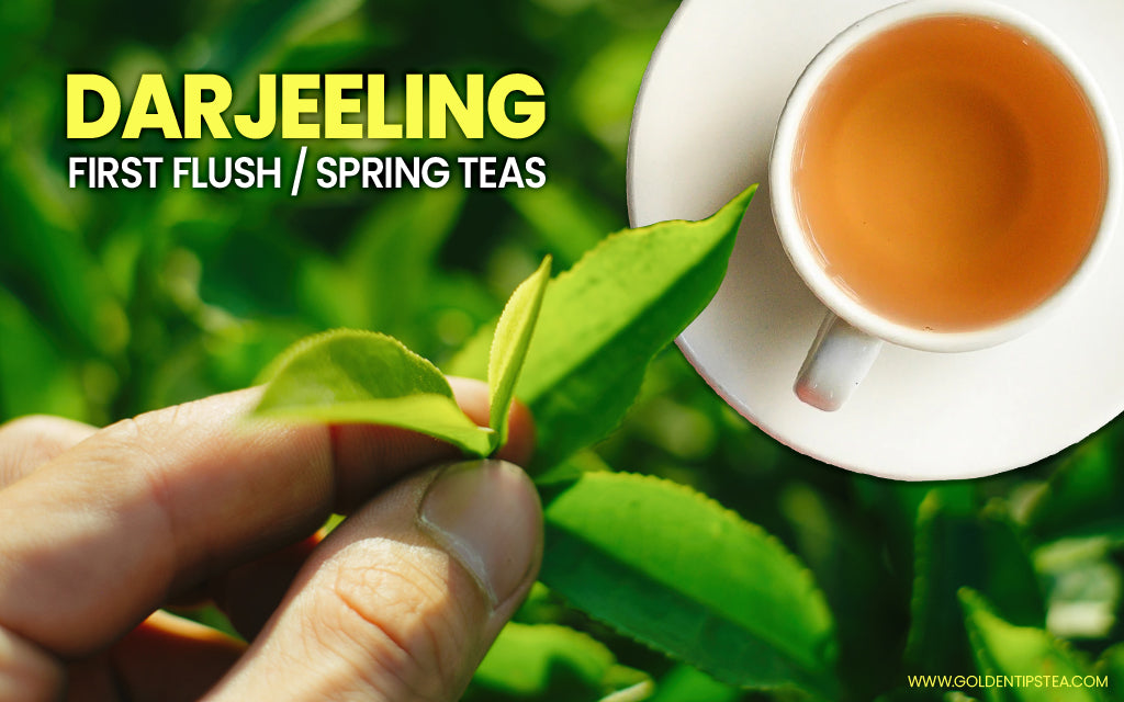 Darjeeling First Flush & Spring Teas – Golden Tips Tea (India)